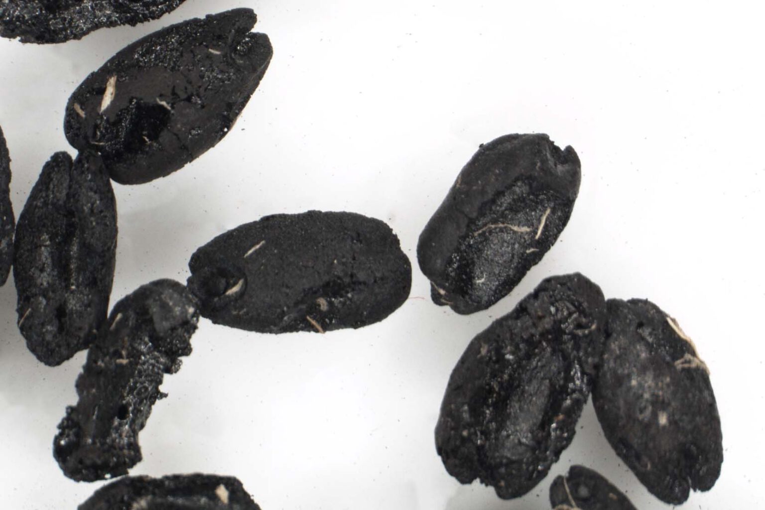 Archaeobotany – Archae­Oman